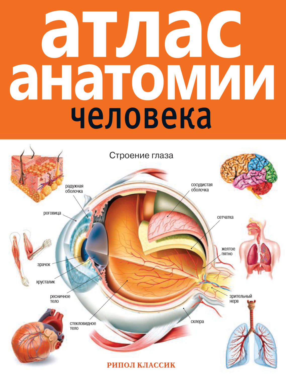 , книга Атлас анатомии человека – скачать в pdf – Альдебаран